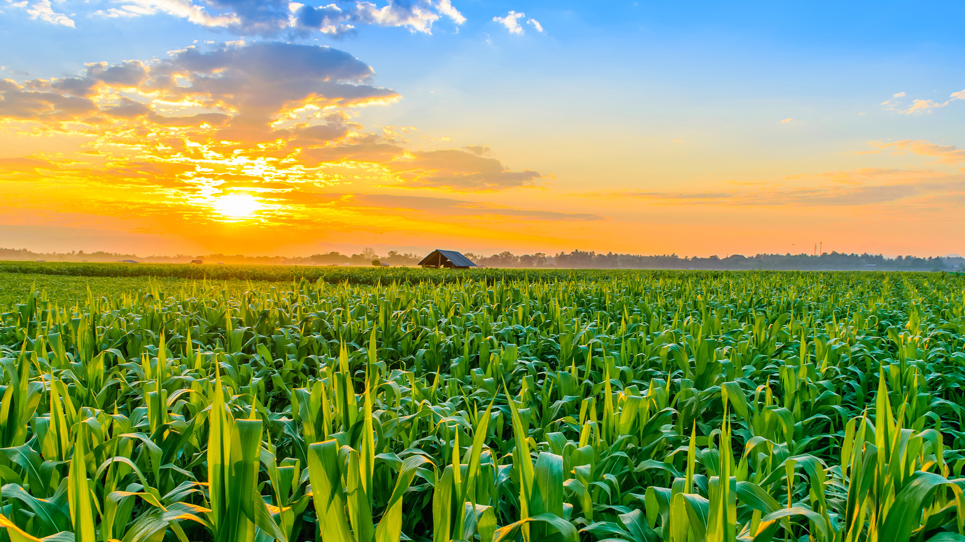 Minimising the impact of agriculture on the environment and climate - NPL